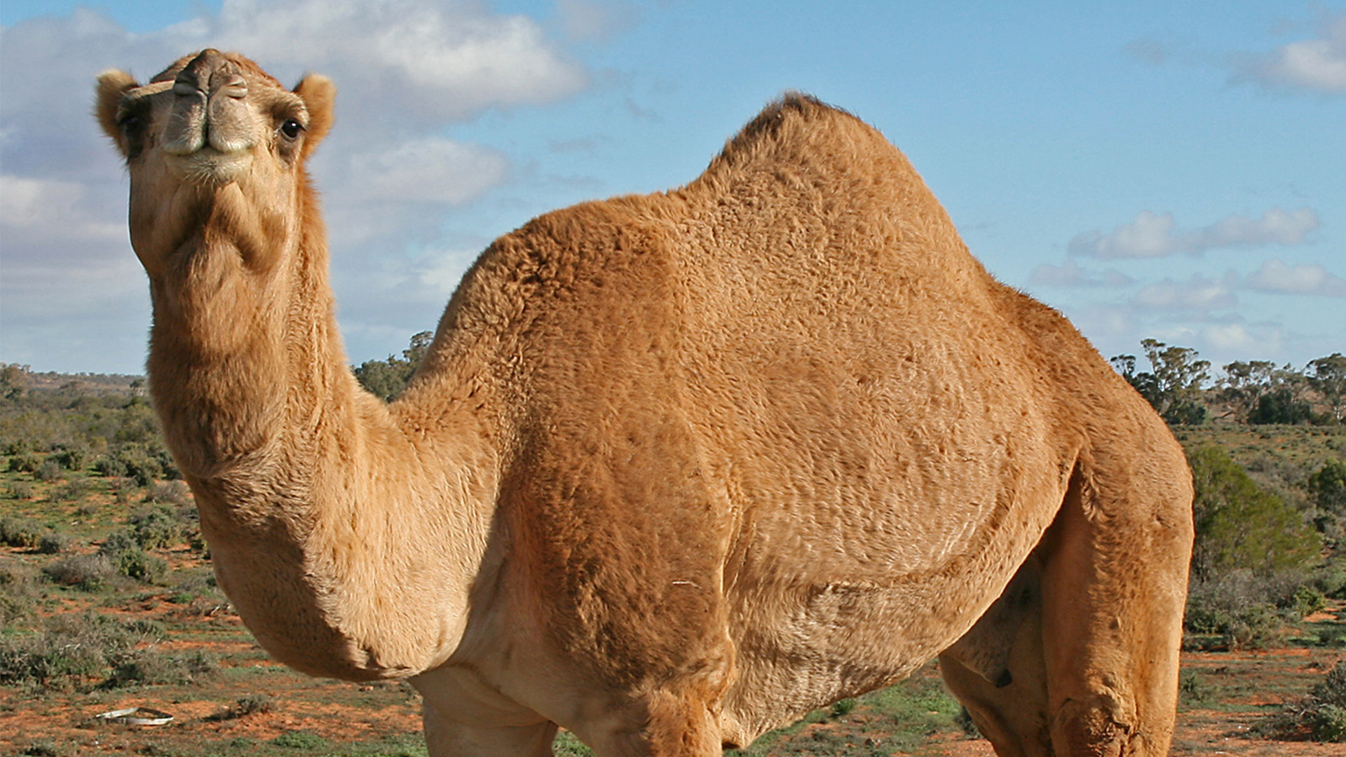 Alphonse the Camel Story