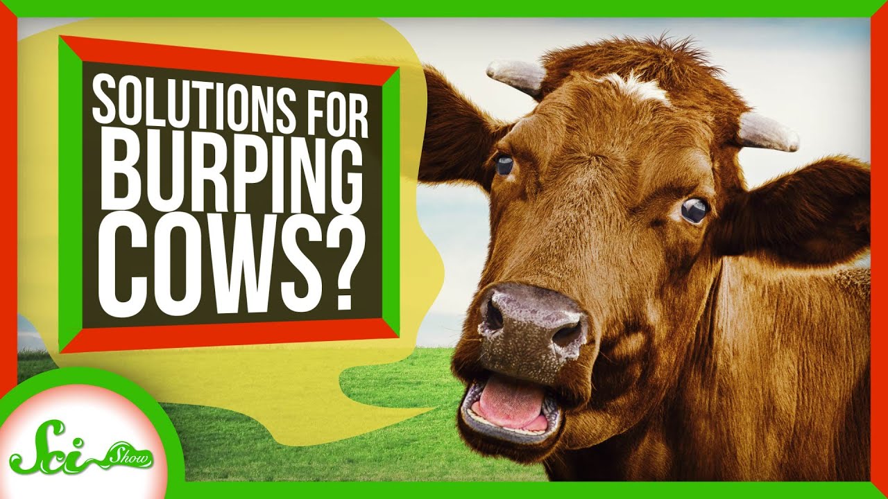 Video How To Reduce Methane Released From Cows Burping